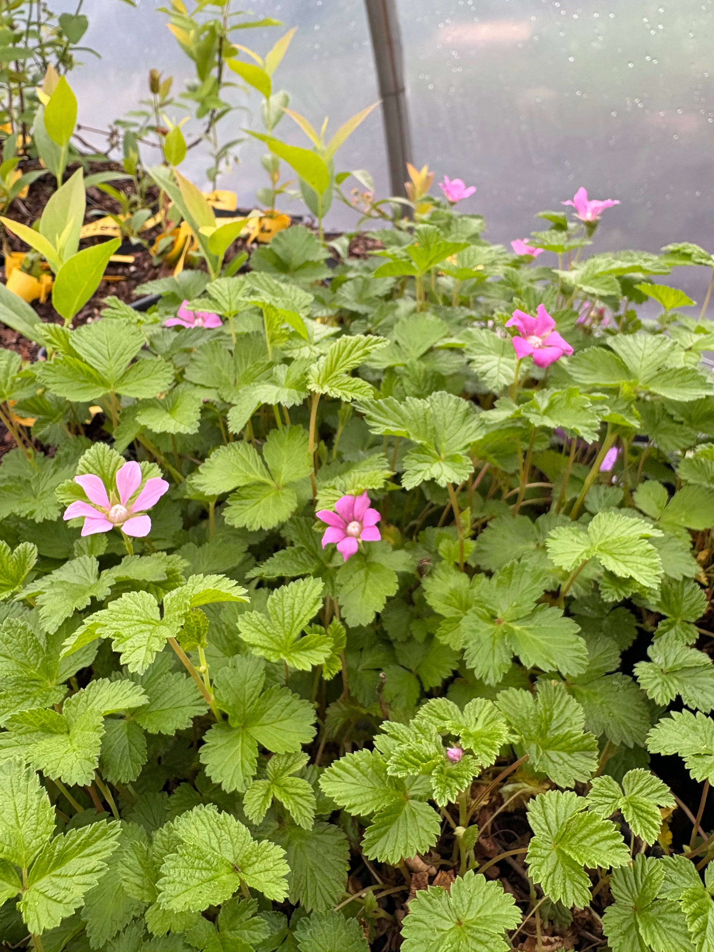 Sopia Nangoonberry / Ground Cover Raspberry – Gold Gardening