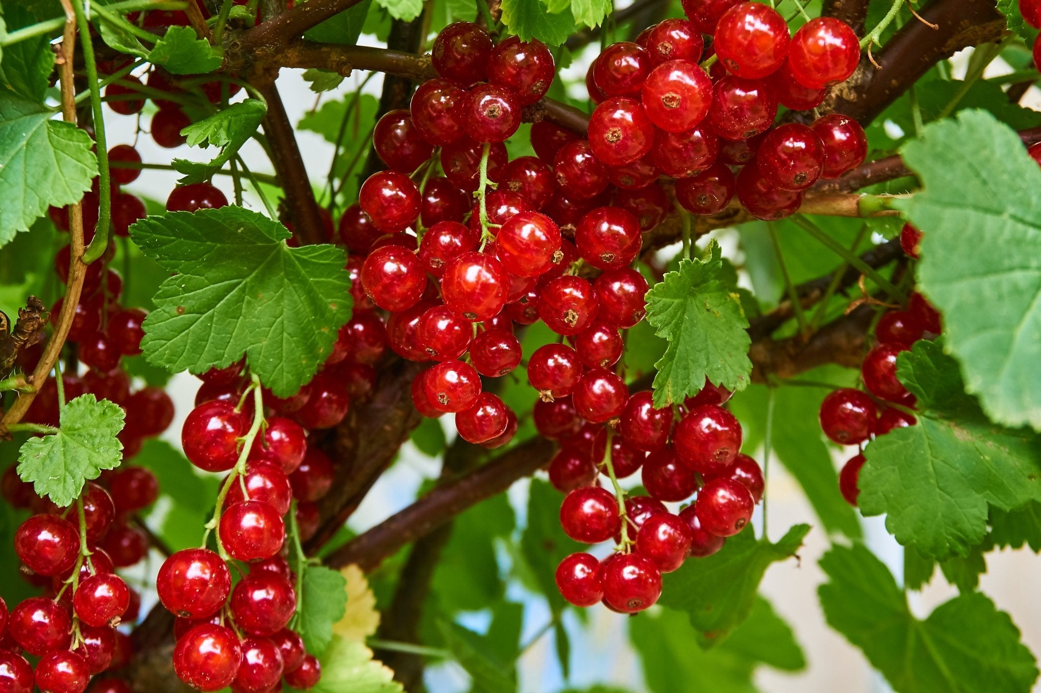 Jonkheer Van Tets Red Currant – Gold Gardening